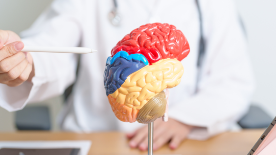 How Public Policy Can Boost Brain Health | Baker Institute
